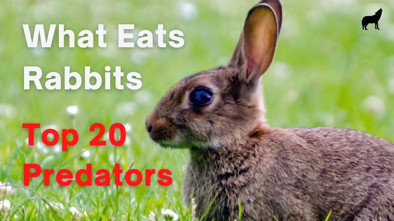 What Eats Rabbits? Unveiling Their Stealthy Predators - Asia One UK